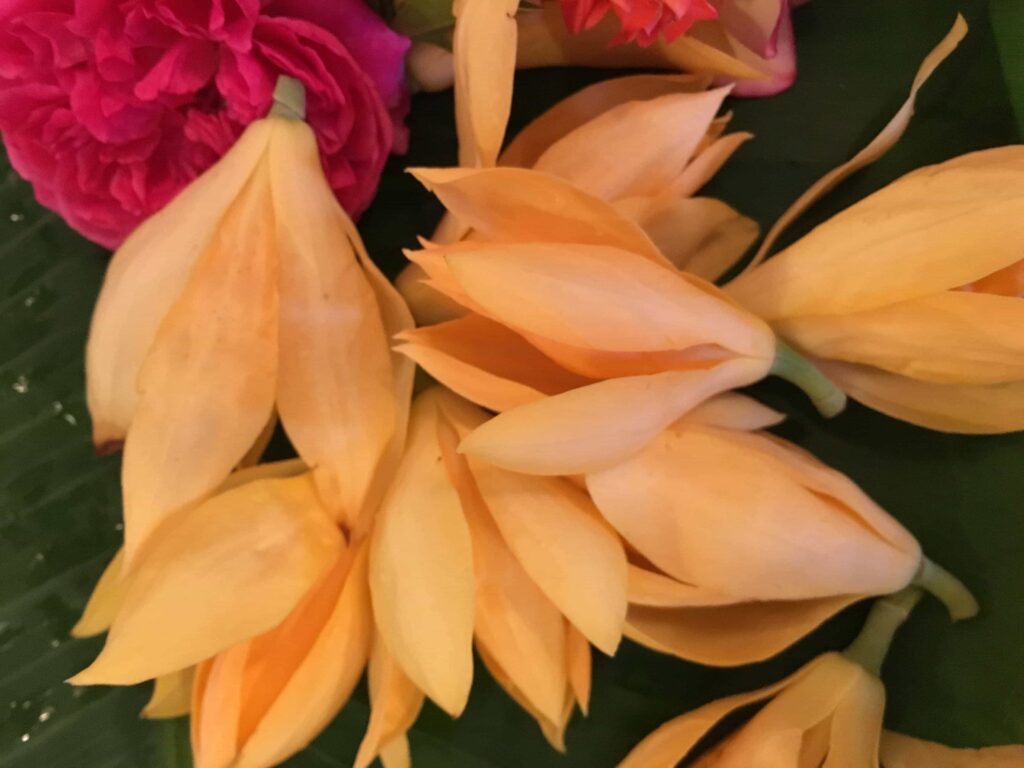 Odissi Champaka Thick Stick 20gm • Pure Incense